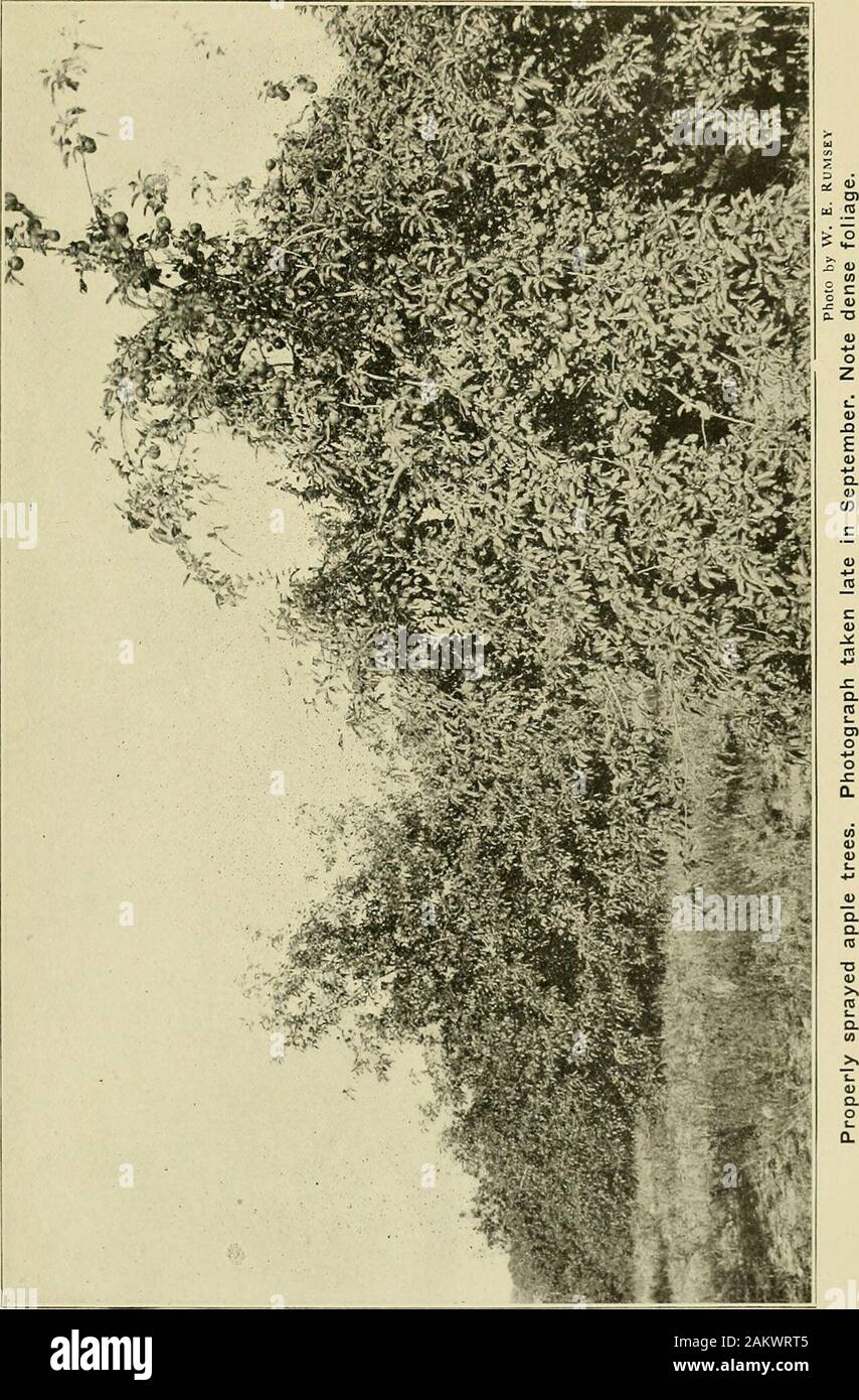 Spraying insecticide plants tobacco hi-res stock photography and images ...
