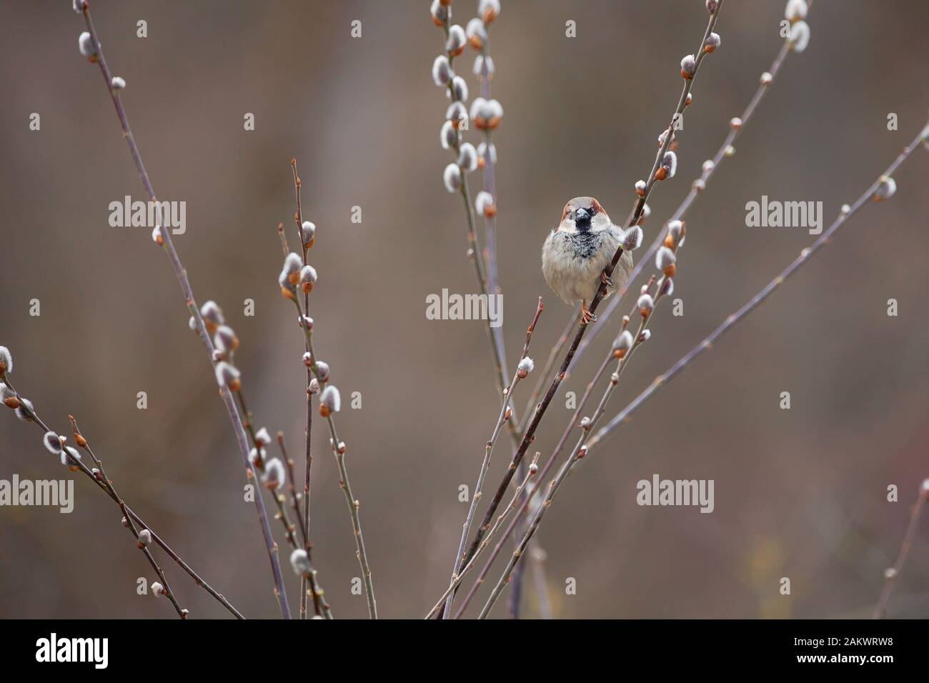 Uccello passero passero hi-res stock photography and images - Alamy