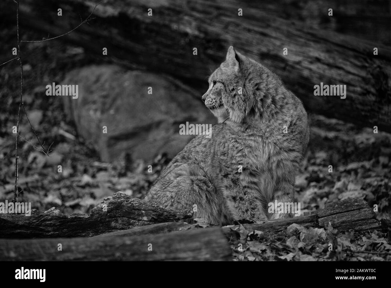 Lynx black hi-res stock photography and images - Alamy