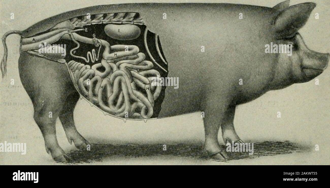 Hog operation hi-res stock photography and images - Alamy