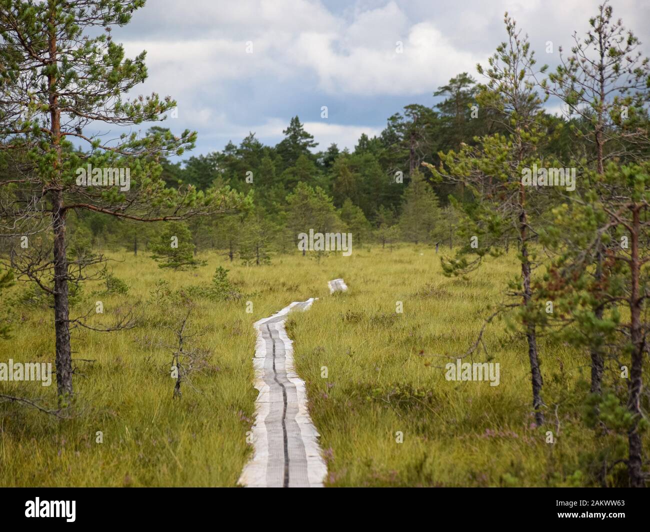 landscape with swamp lake, small swamp pines, grass and moss, white ...