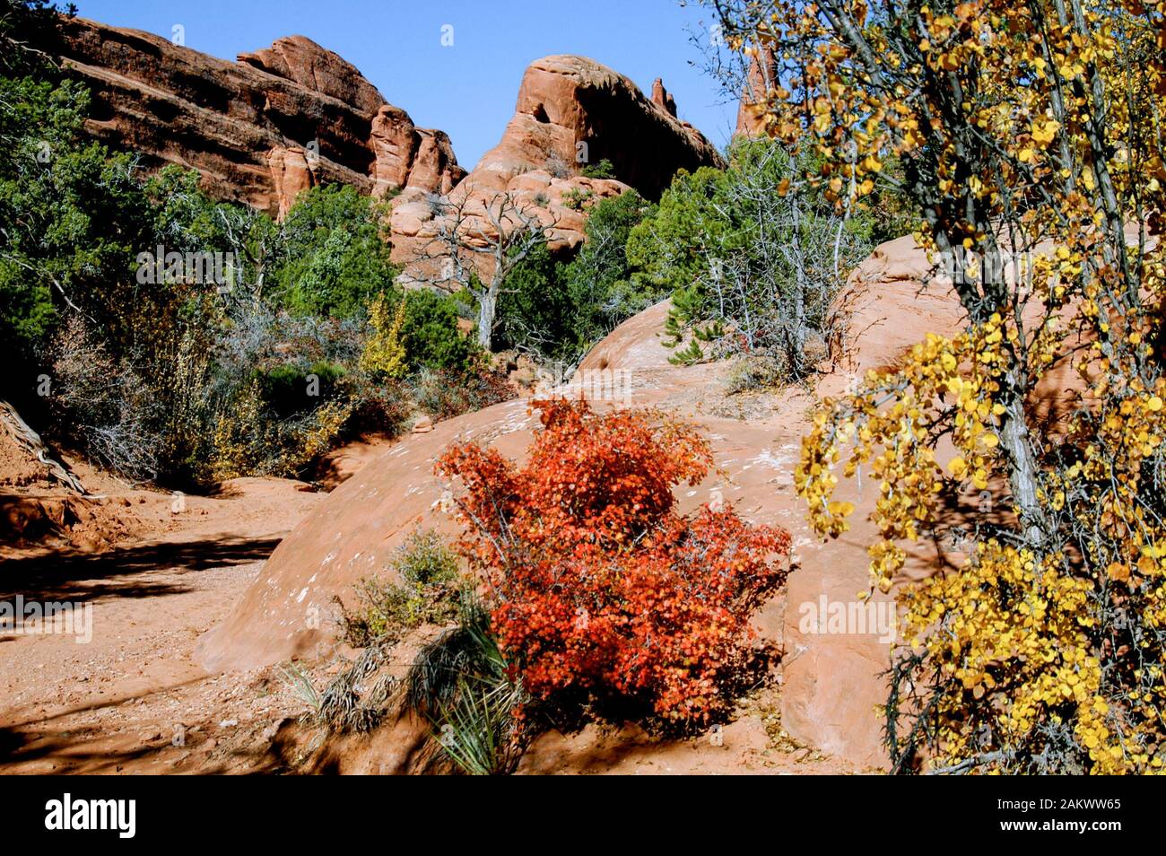 Orange and yellow fall leaf color against red rock formations and blue ...
