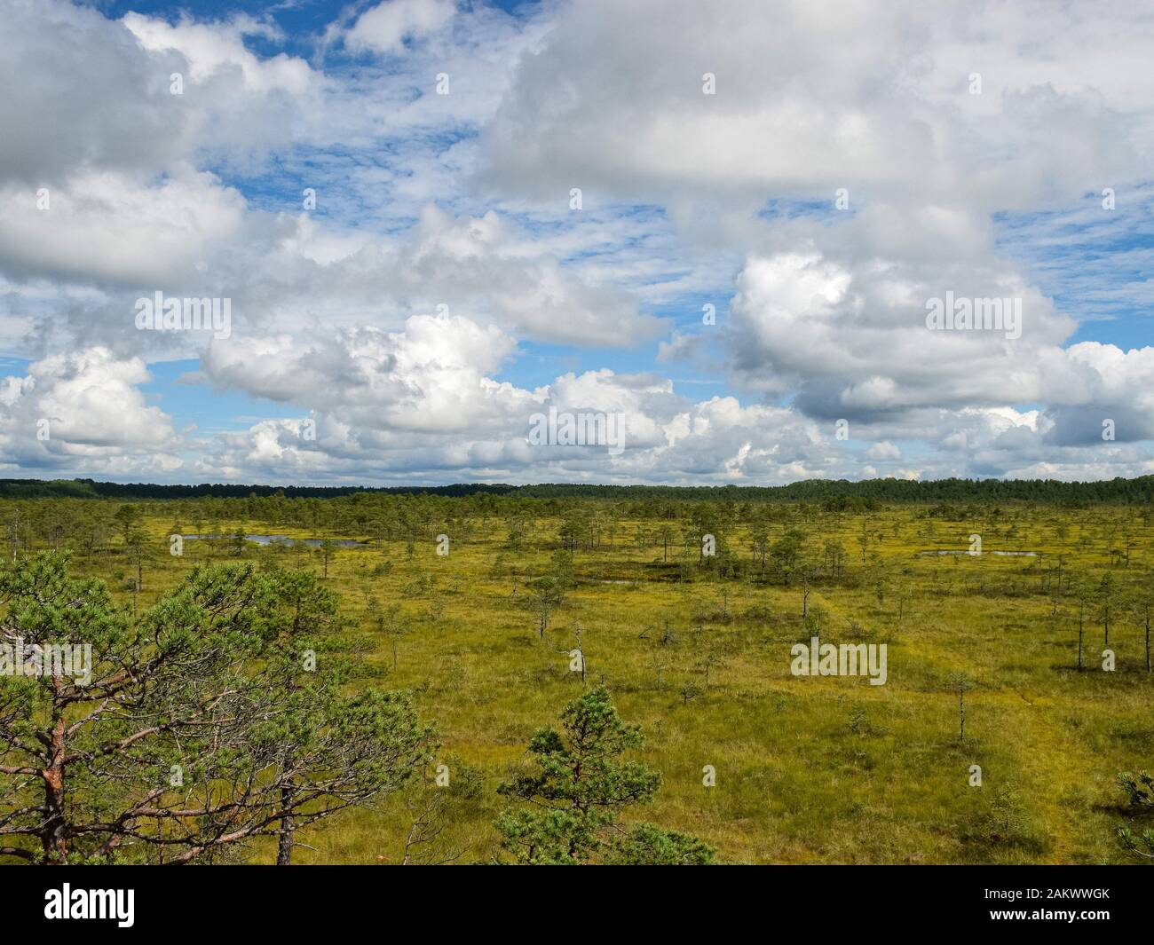 landscape with swamp lake, small swamp pines, grass and moss, white ...