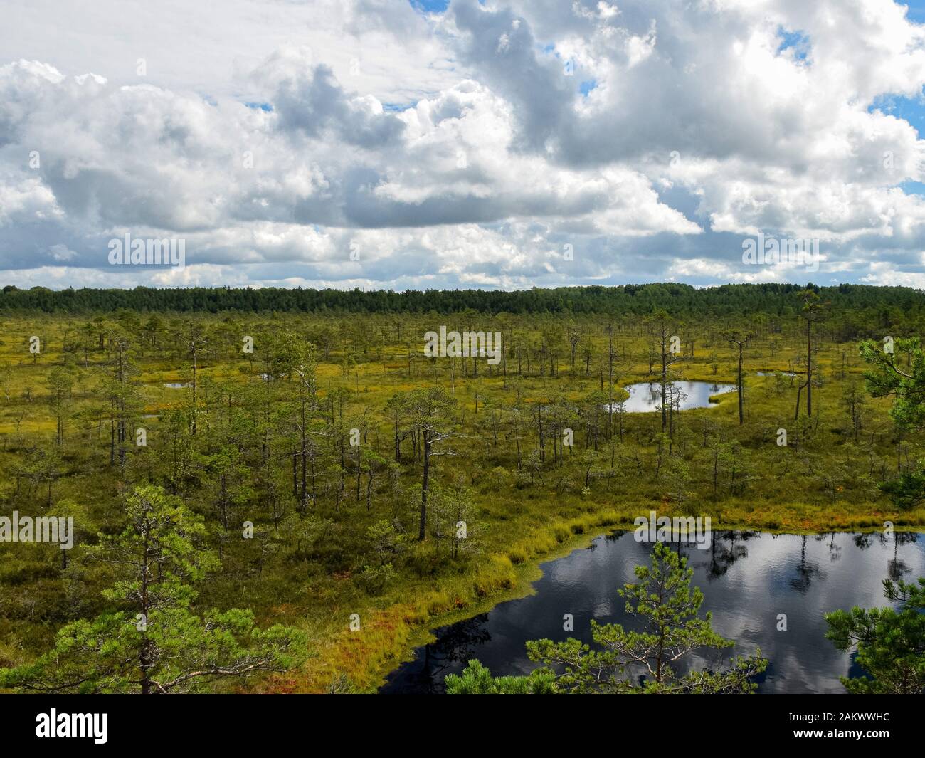 landscape with swamp lake, small swamp pines, grass and moss, white ...