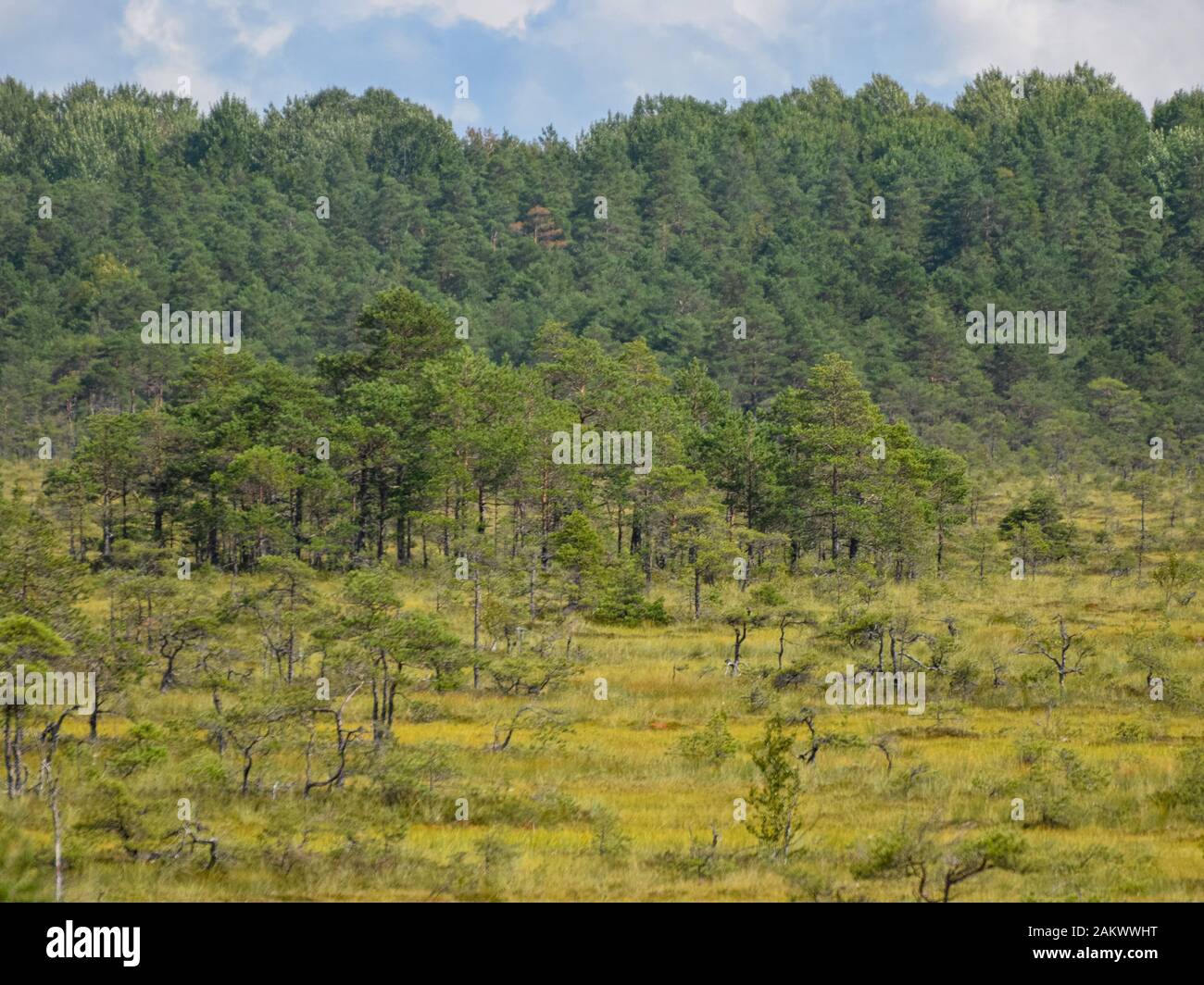 landscape with swamp lake, small swamp pines, grass and moss, white ...