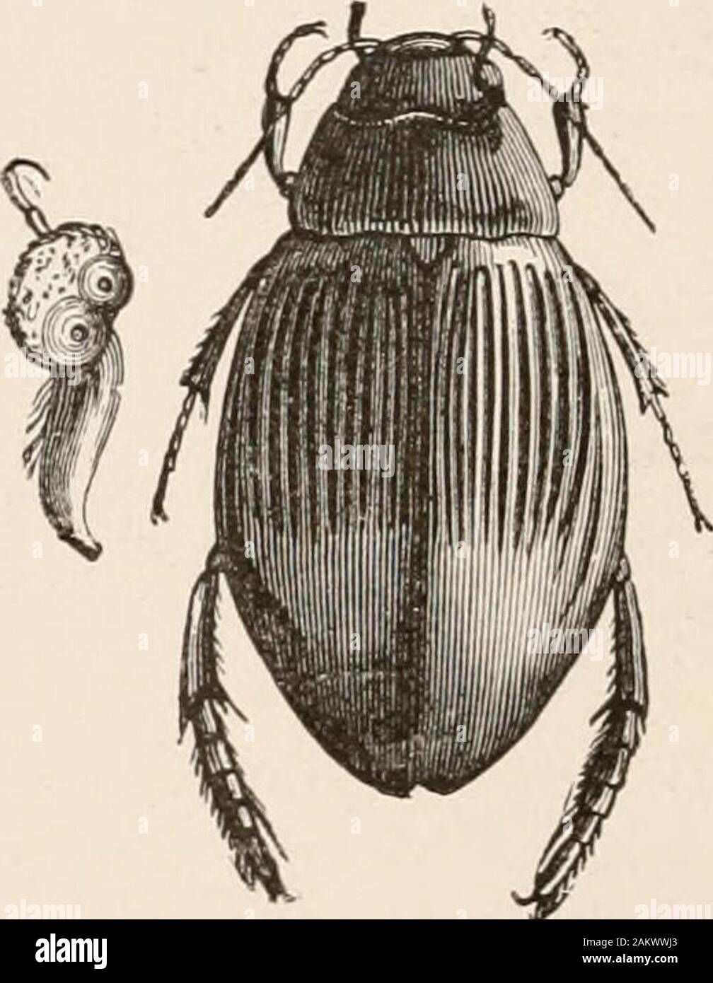 Entomology for beginners; for the use of young folks, fruitgrowers ...
