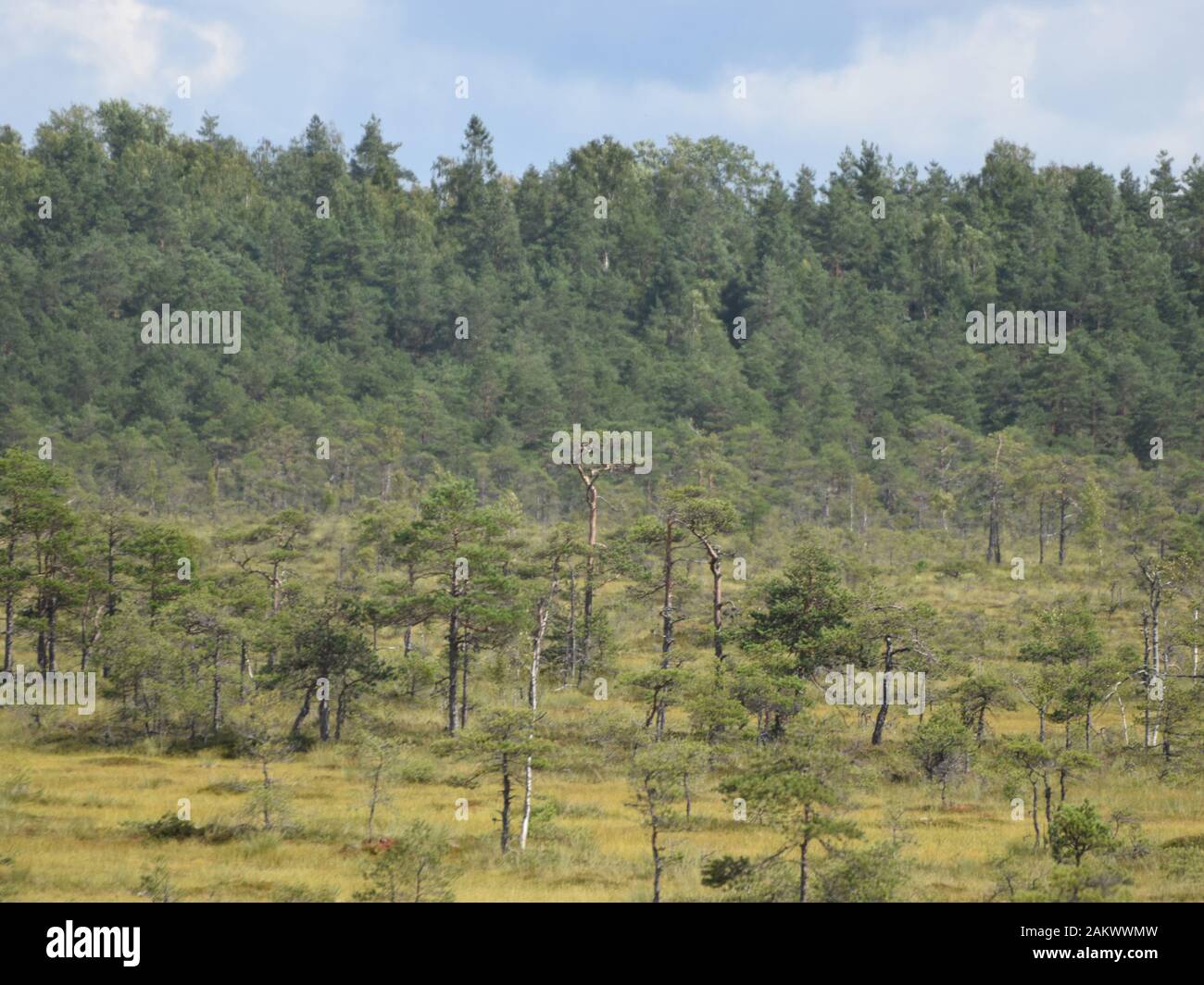 landscape with swamp lake, small swamp pines, grass and moss, white ...