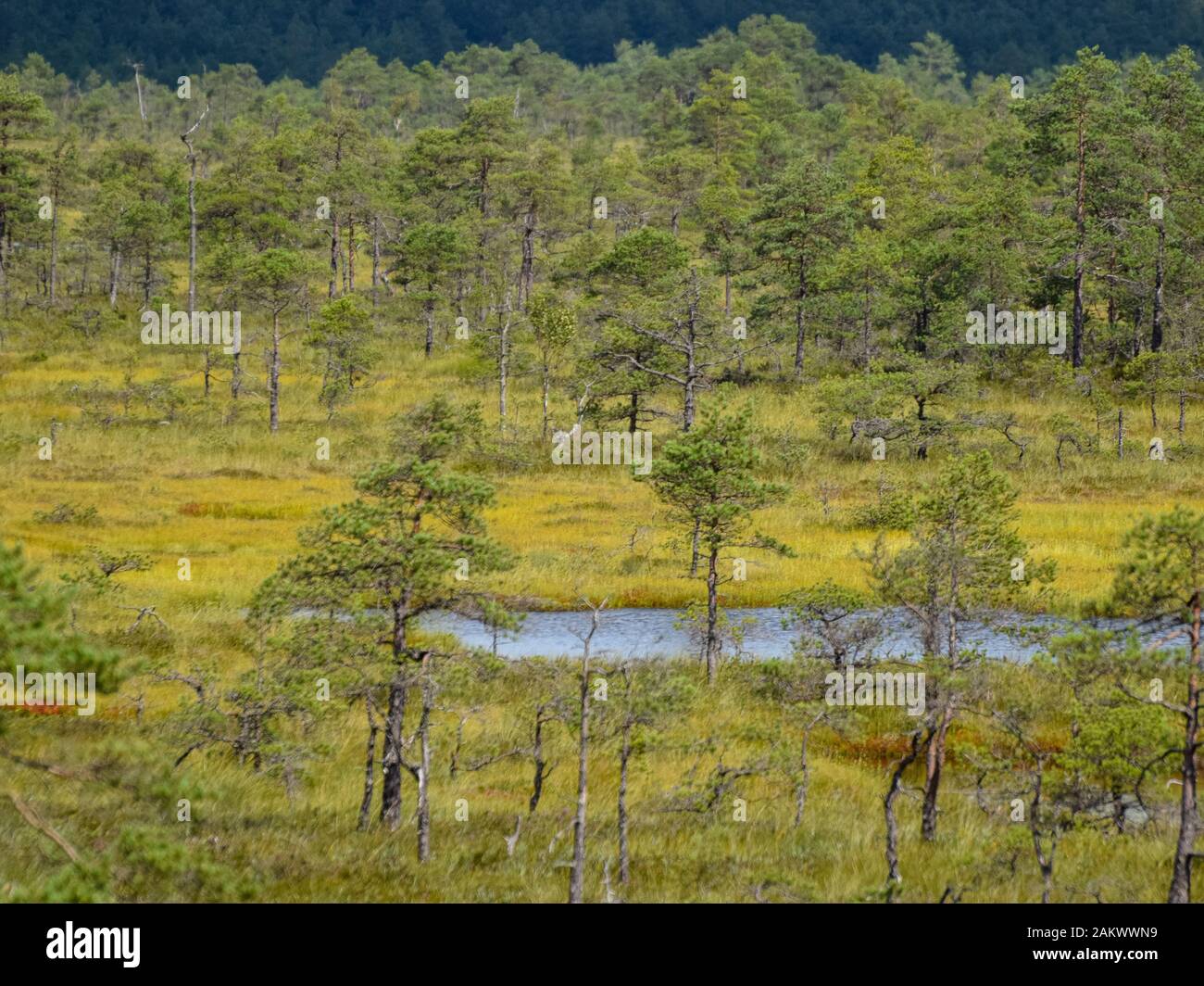 landscape with swamp lake, small swamp pines, grass and moss, white ...