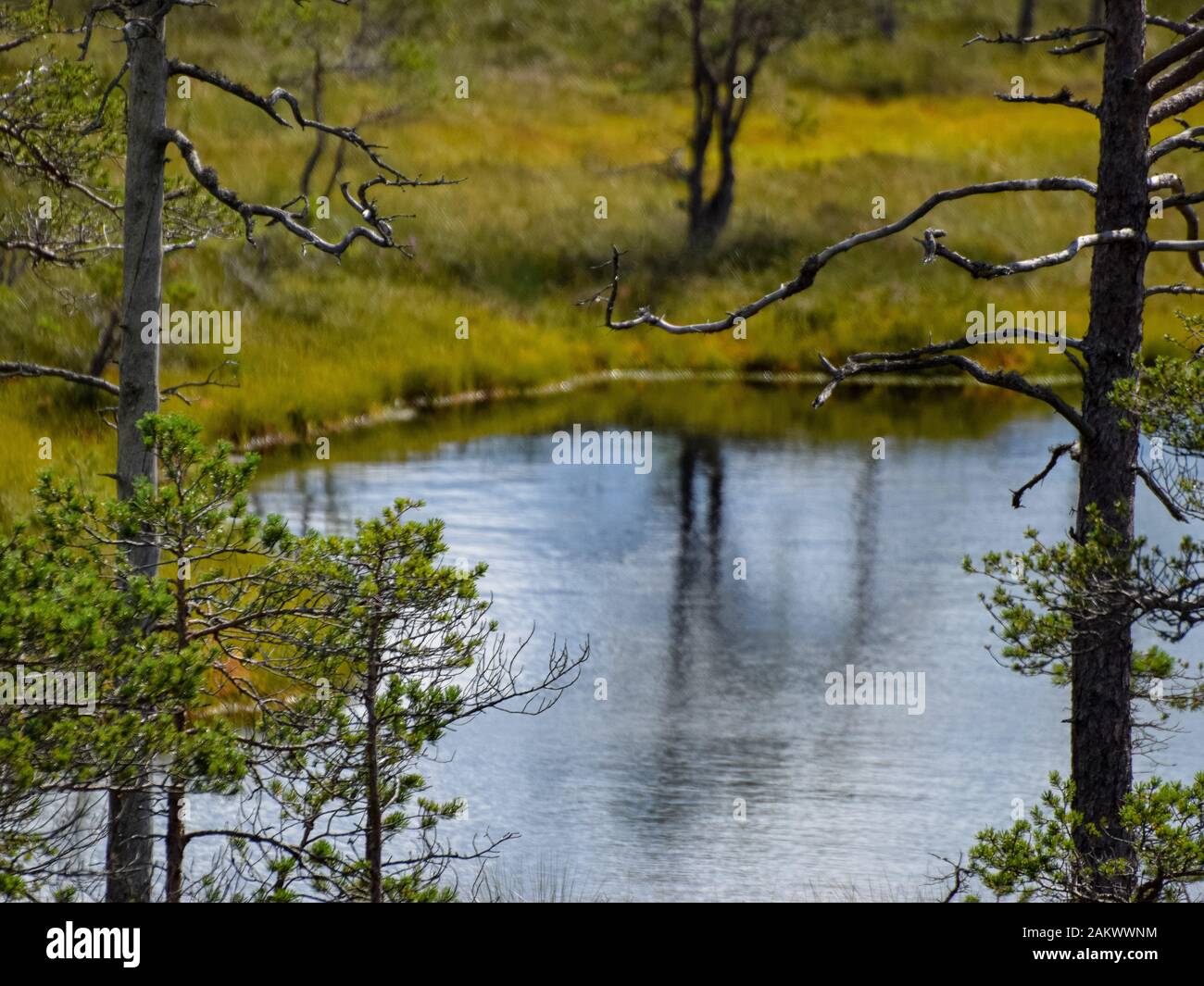 landscape with swamp lake, small swamp pines, grass and moss, white ...