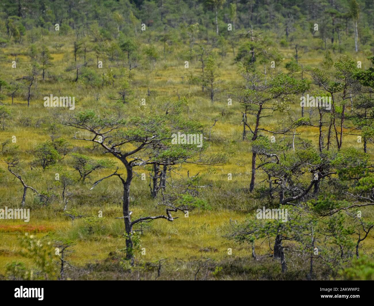 landscape with swamp lake, small swamp pines, grass and moss, white ...