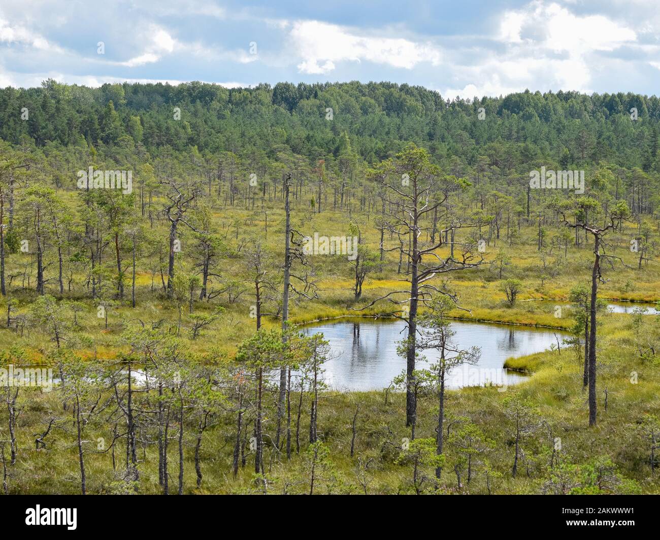 landscape with swamp lake, small swamp pines, grass and moss, white ...