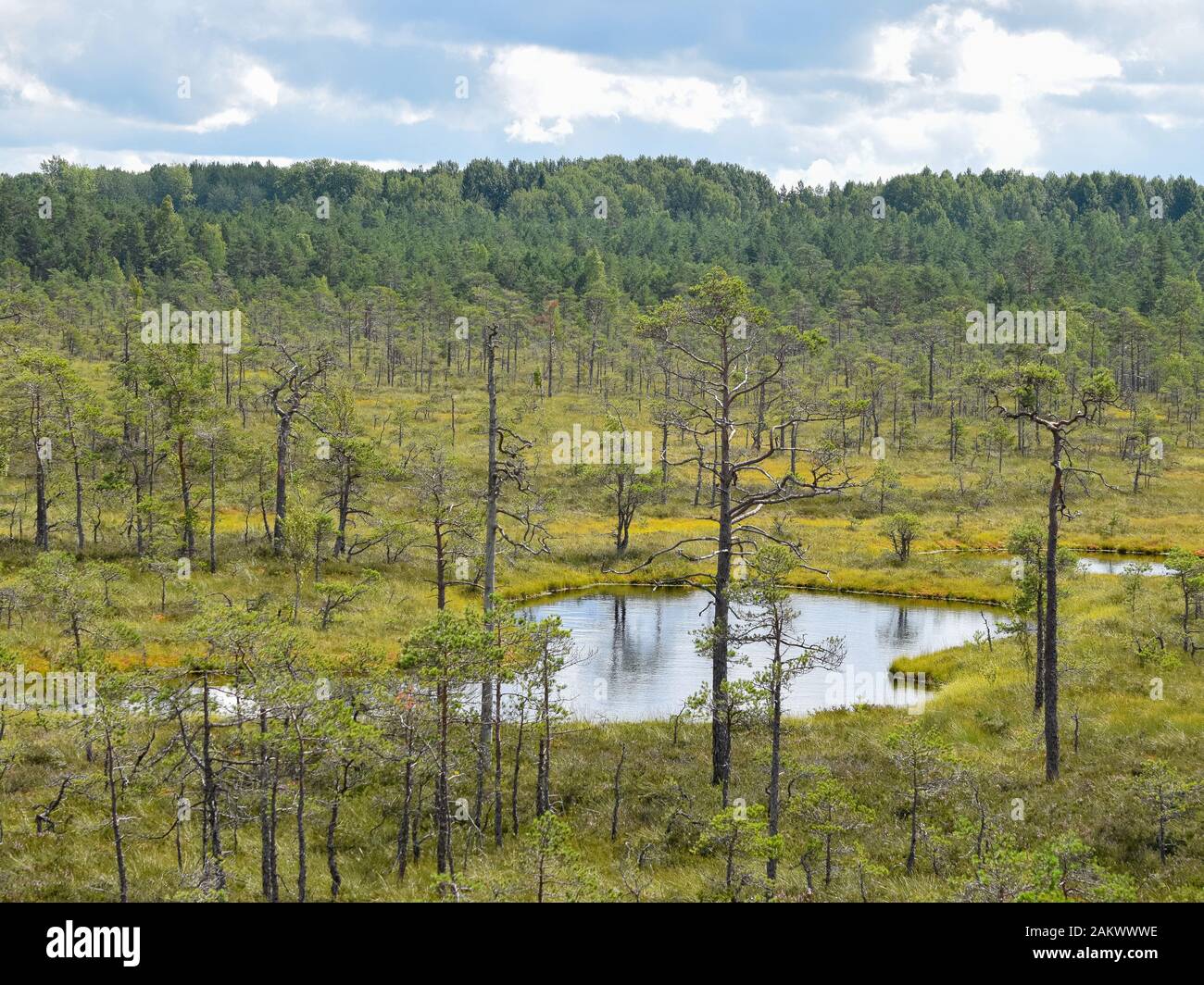 landscape with swamp lake, small swamp pines, grass and moss, white ...