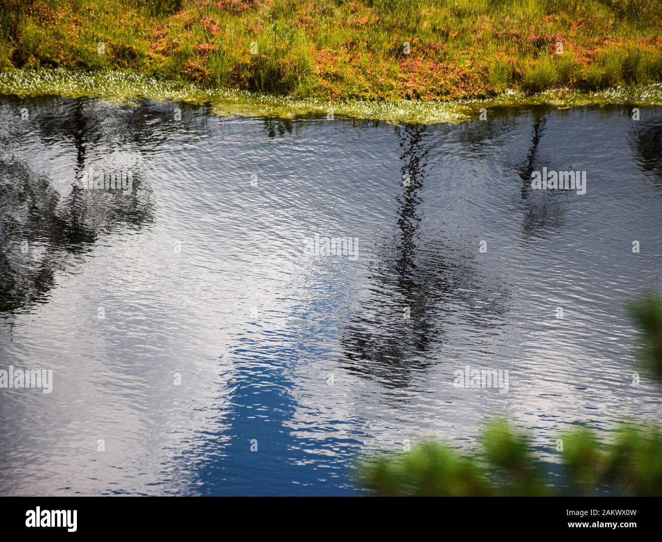 landscape with swamp lake, small swamp pines, grass and moss, white ...