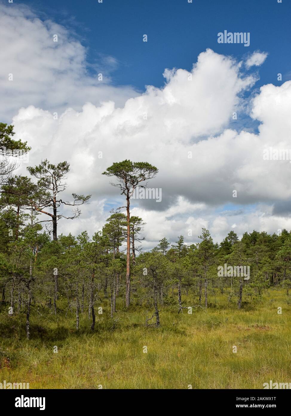 landscape with swamp lake, small swamp pines, grass and moss, white ...