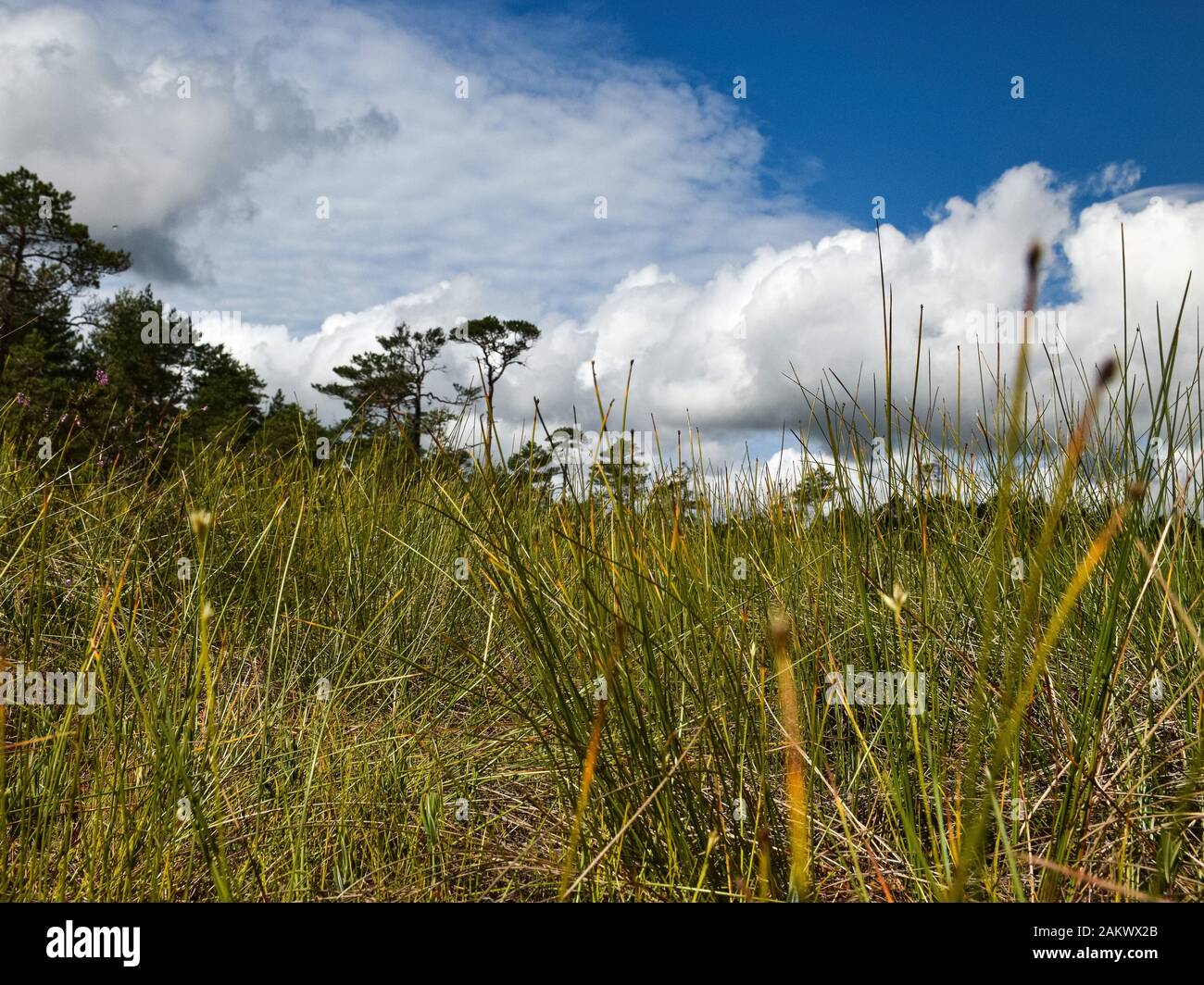landscape with swamp lake, small swamp pines, grass and moss, white ...
