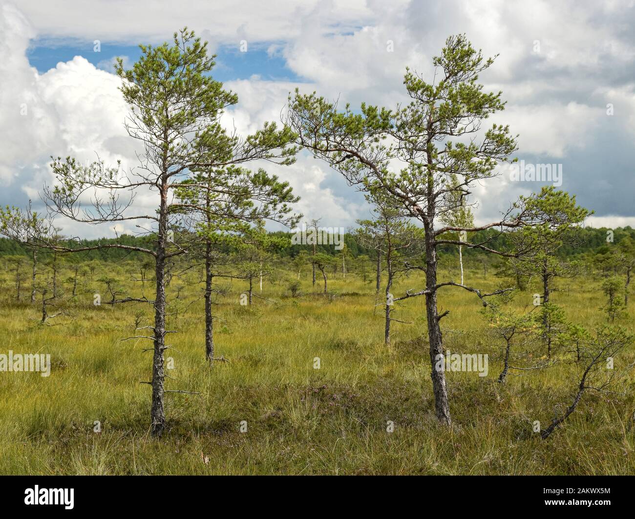 landscape with swamp lake, small swamp pines, grass and moss, white ...