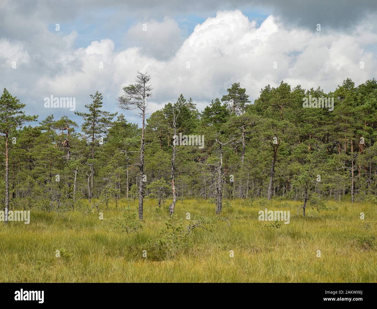 landscape with swamp lake, small swamp pines, grass and moss, white ...