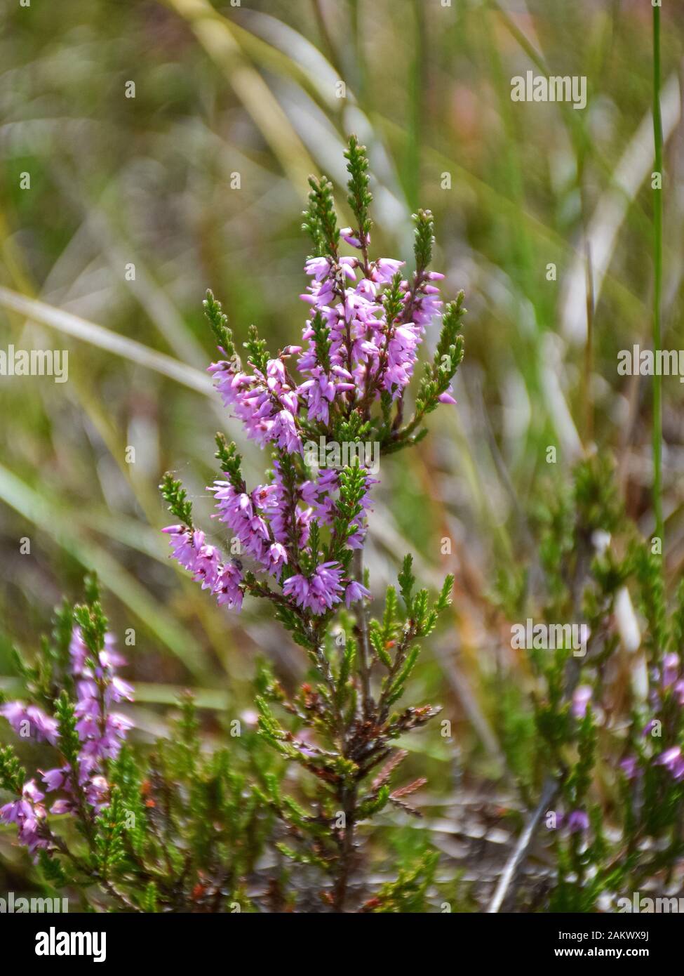 picture with fragments of pink bog plant on fuzzy background Stock ...