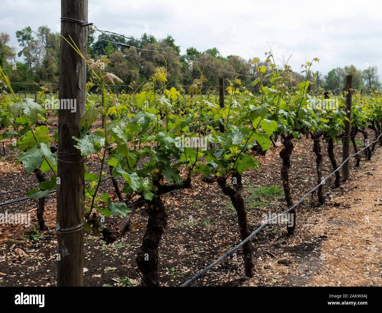 Macul vineyard hi-res stock photography and images - Alamy