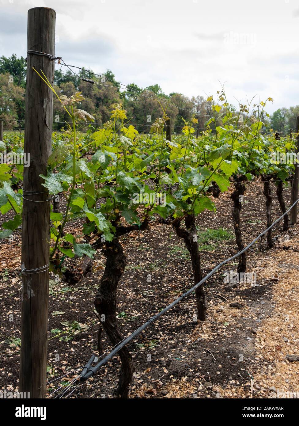 Chile wine hi-res stock photography and images - Alamy