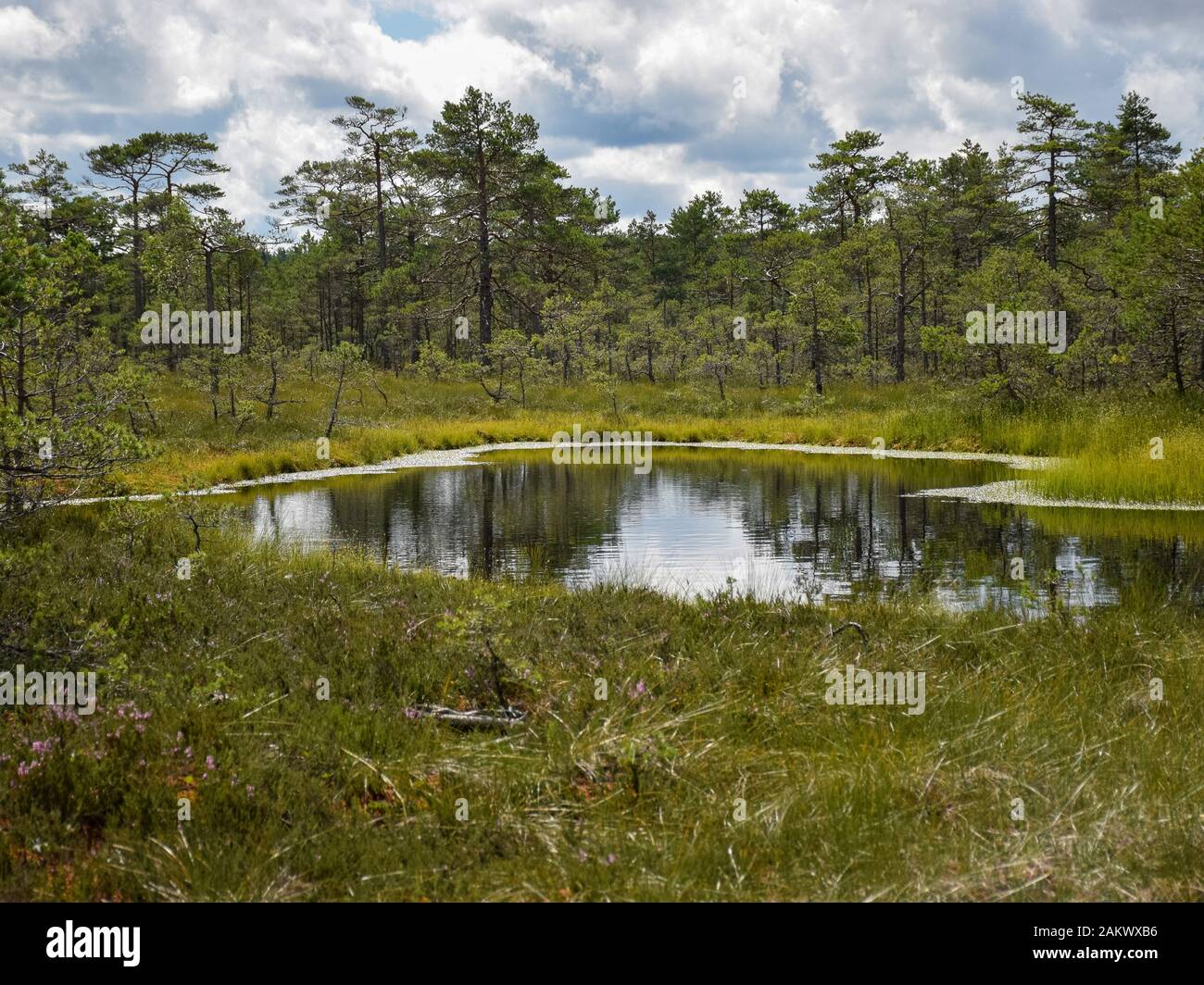 landscape with swamp lake, small swamp pines, grass and moss, white ...