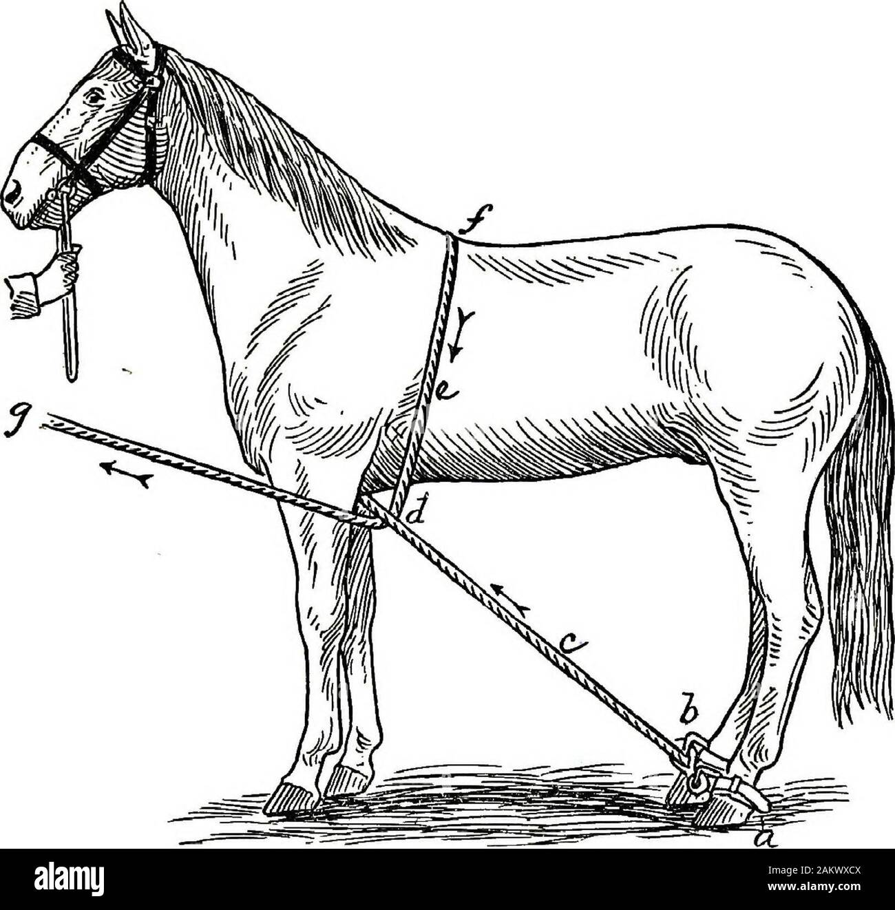 Hobble device hi-res stock photography and images - Alamy