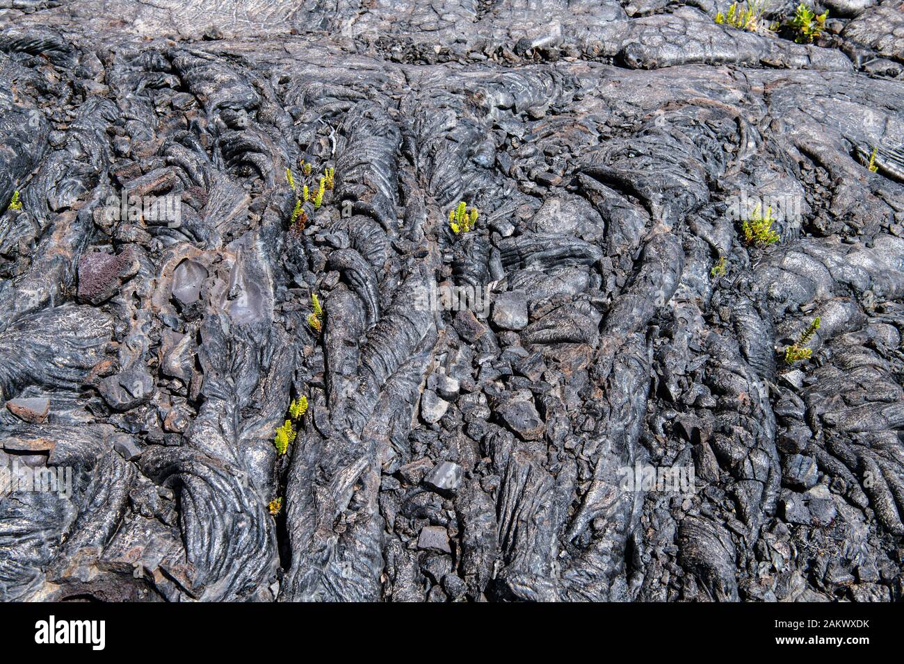 signs of fresh new life in a textured old lava flow Big Island Hawaii ...