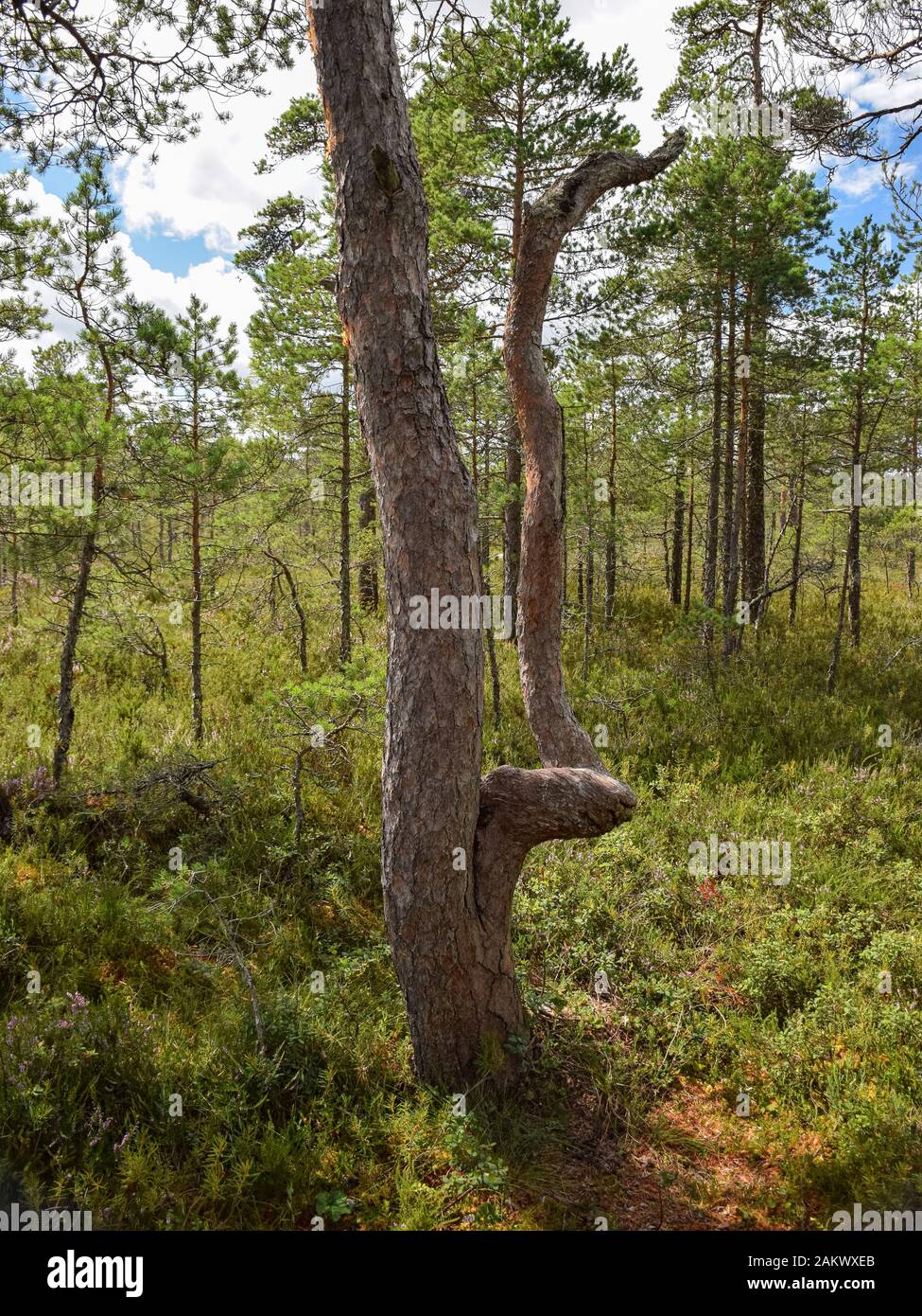 landscape with swamp lake, small swamp pines, grass and moss, white ...