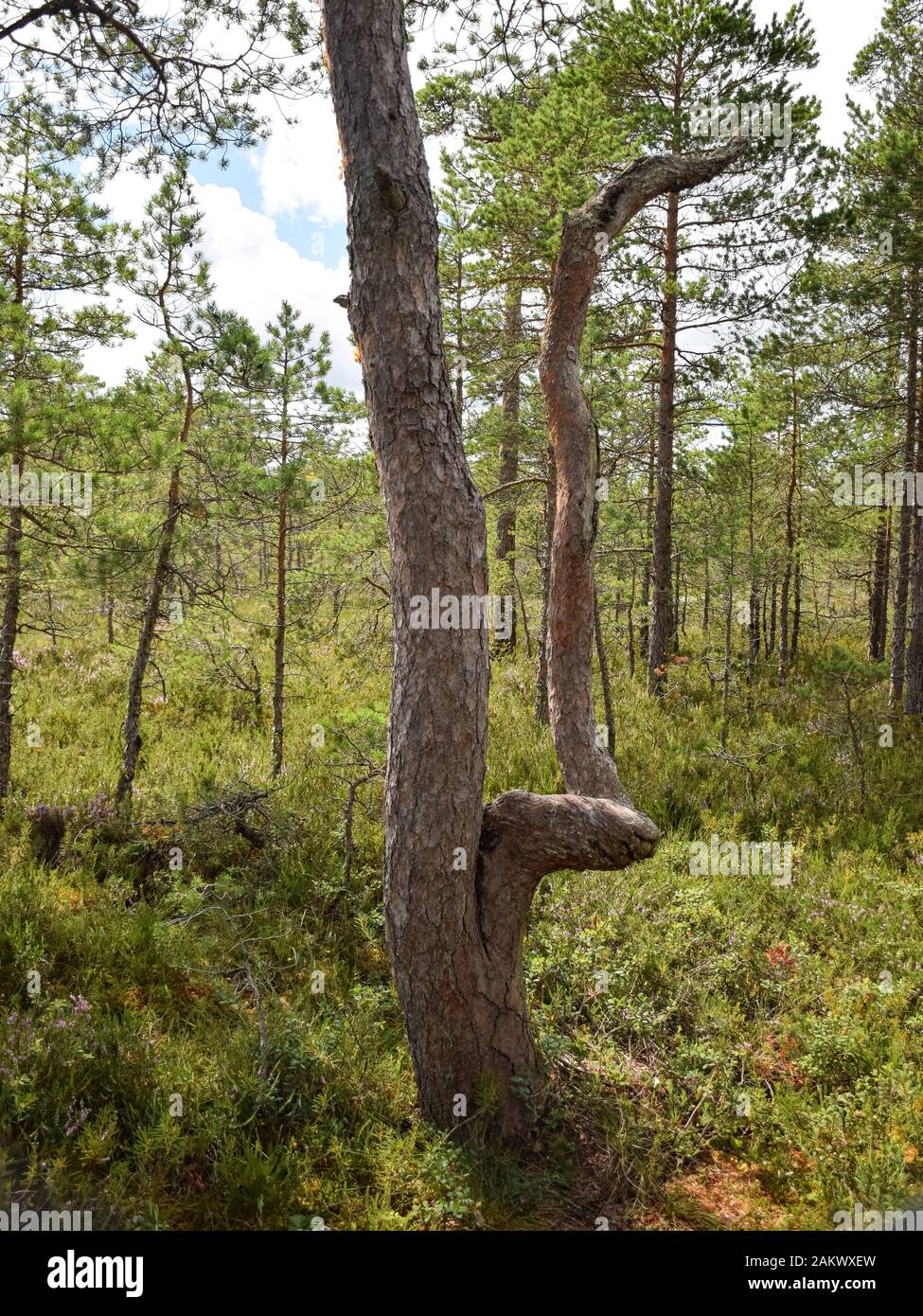 landscape with swamp lake, small swamp pines, grass and moss, white ...
