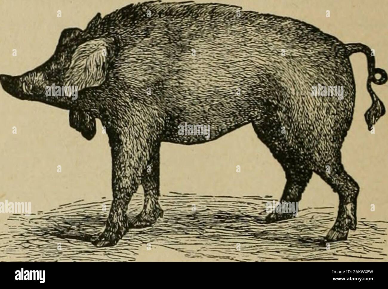 Wild boar facts hi-res stock photography and images - Alamy