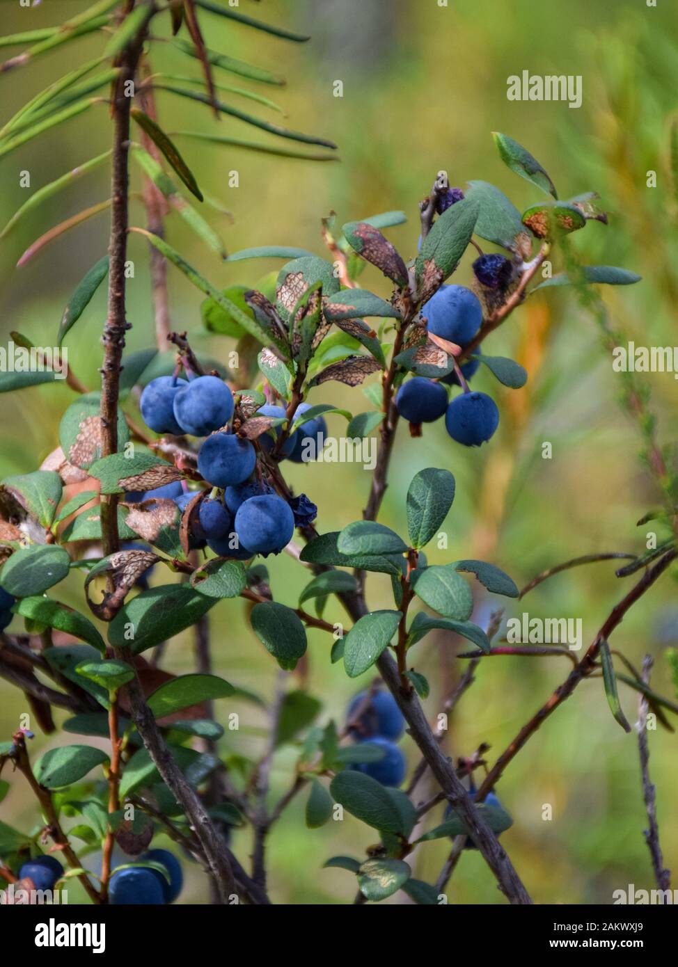 picture with blue bog berries on the background of fuzzy bog plants ...