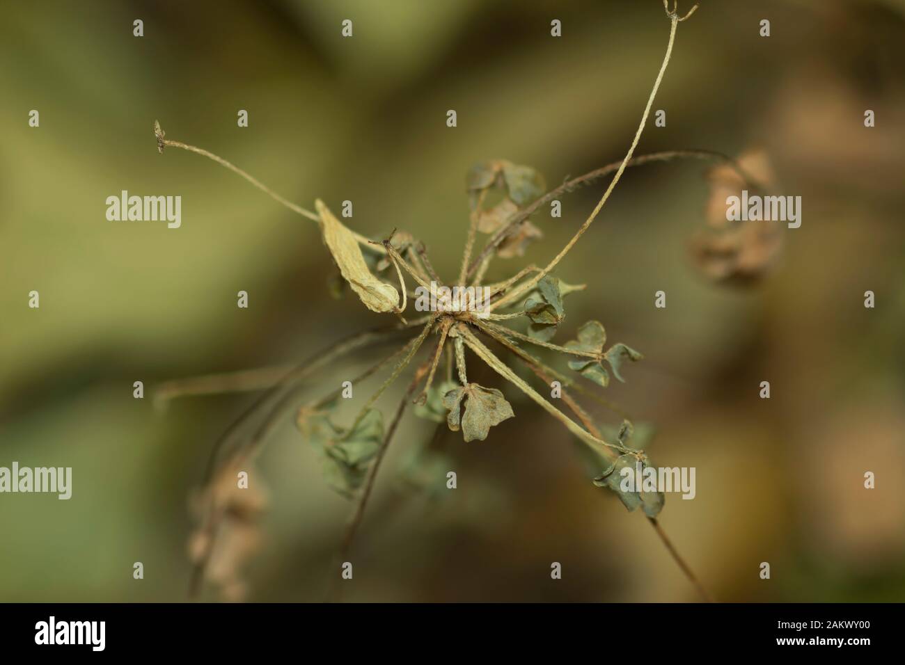 Dried clover plant from above with blurred background Stock Photo - Alamy