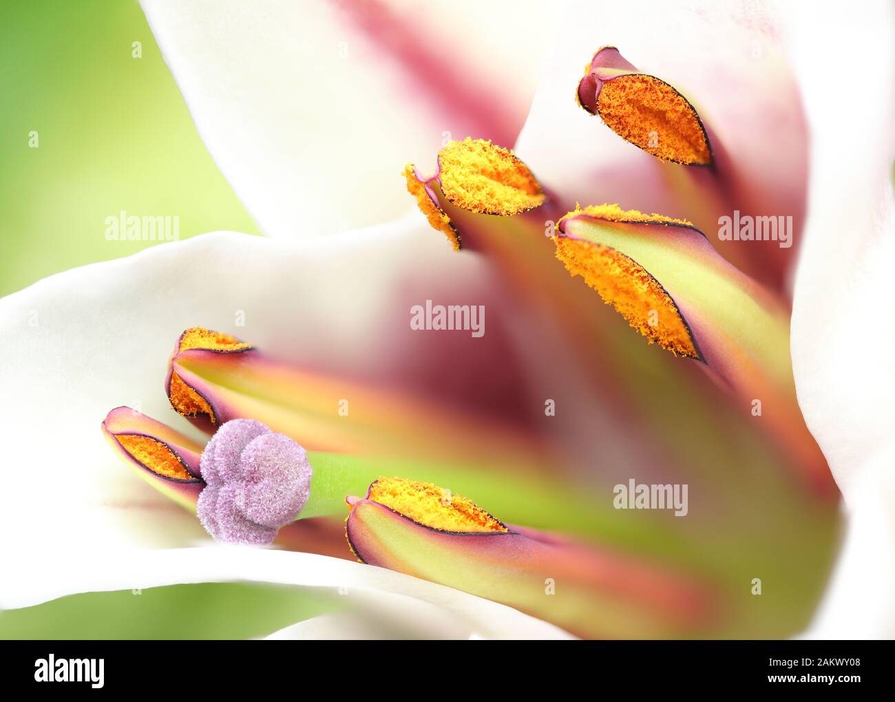 Abstract photo of an Asiatic Starfighter Lily, with pollen covered ...