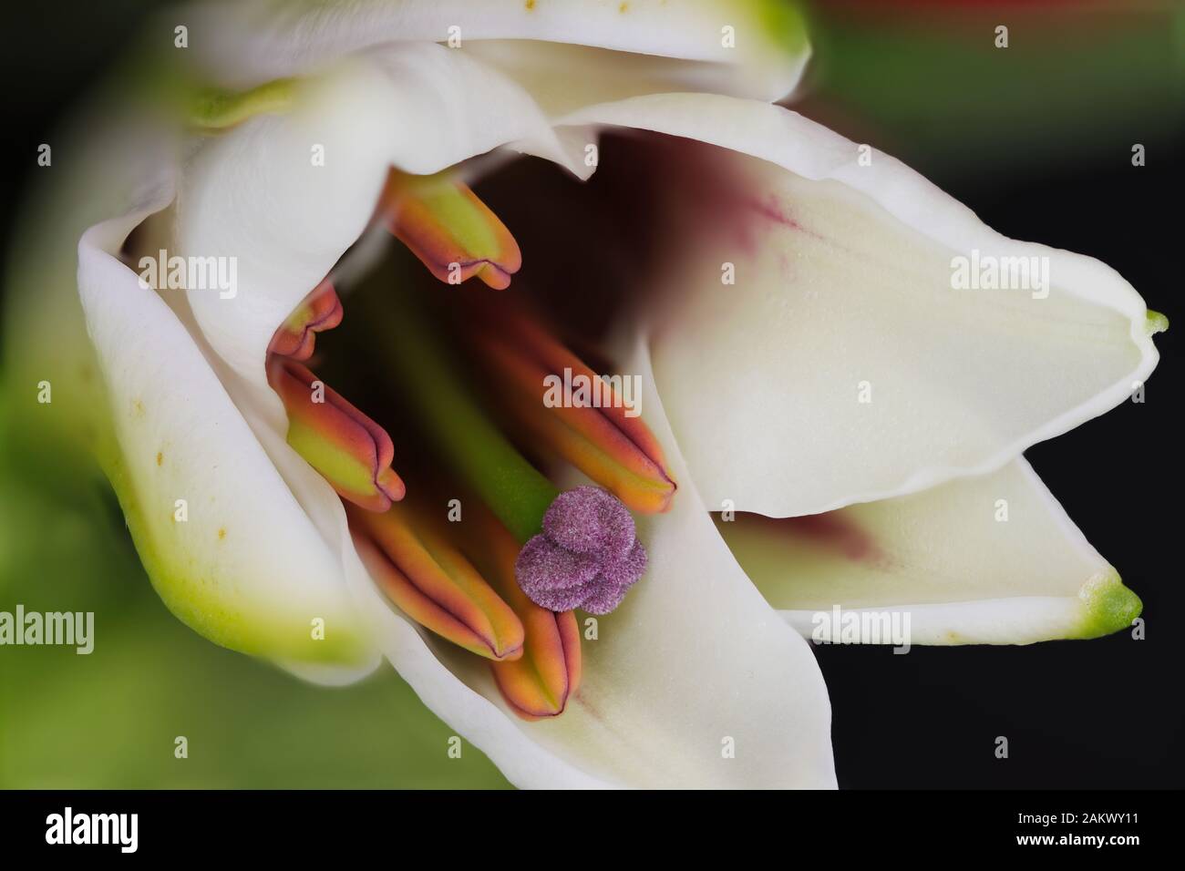 Abstract photo of an Asiatic Starfighter Lily, with pollen covered ...