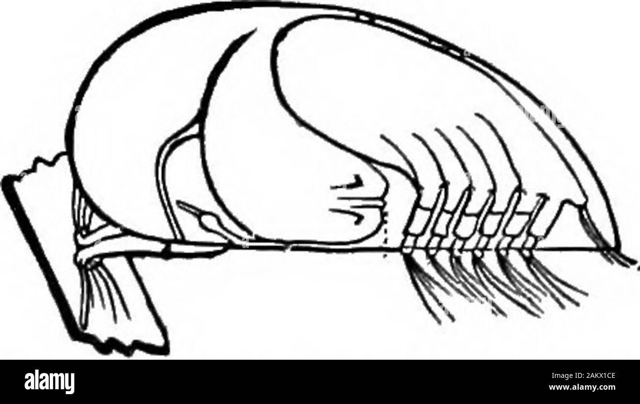 First lesson in zoology : adapted for use in schools . FiG. 95.—Younf ...