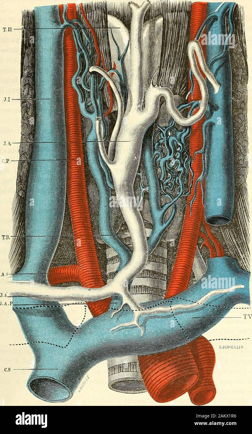 Membrane muqueuse hi-res stock photography and images - Alamy
