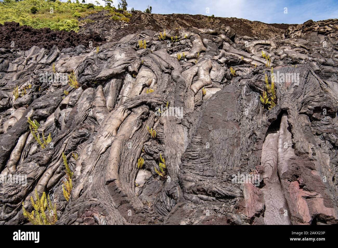 Hawaii tree tunnel hi-res stock photography and images - Alamy