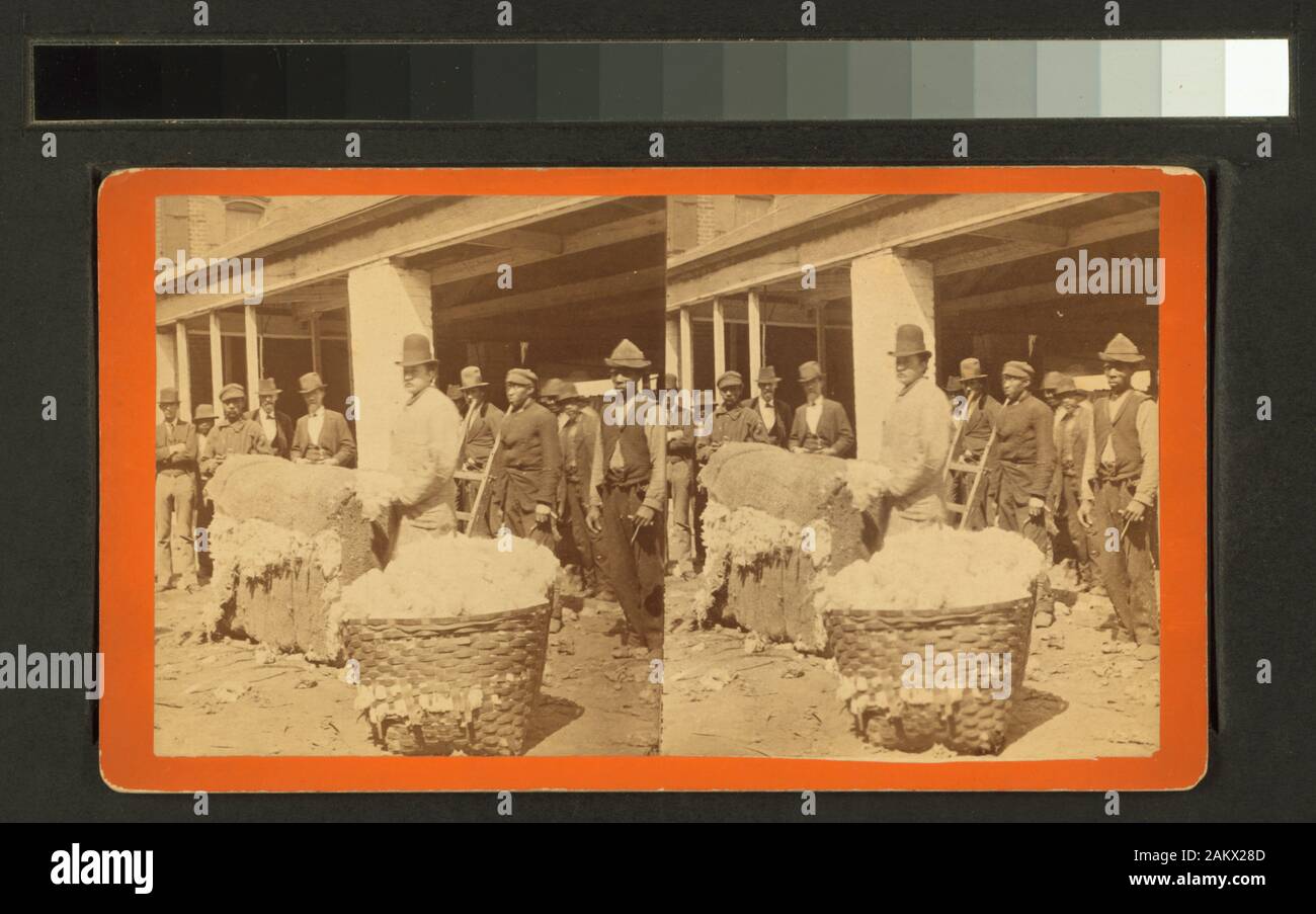 Sampling cotton Sampling cotton.; Sampling cotton Stock Photo - Alamy