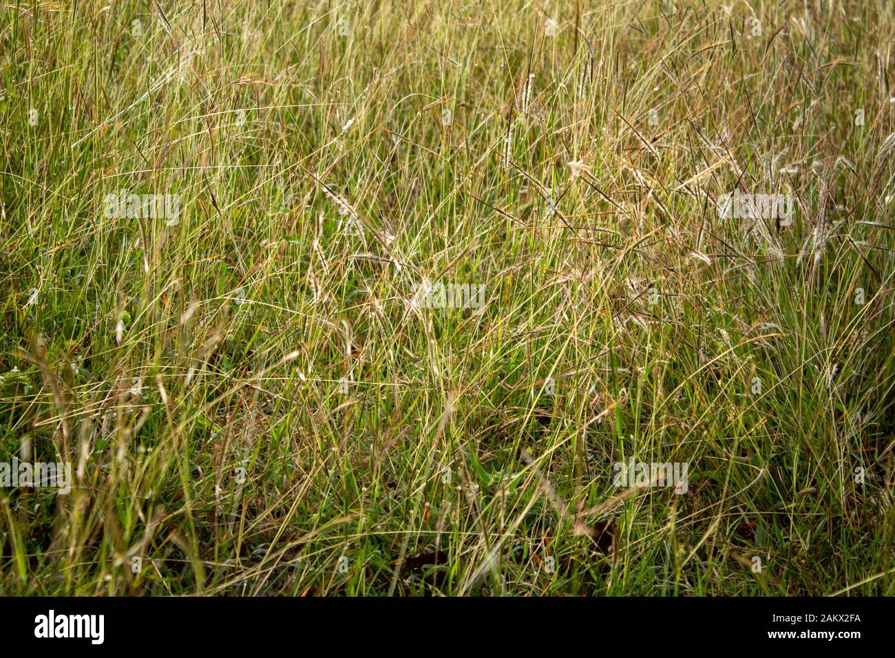 Close view of the wild grass growth along the forest area in Masinagudi ...