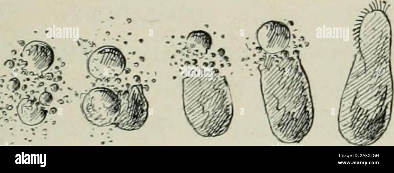 Veratrine hi-res stock photography and images - Alamy