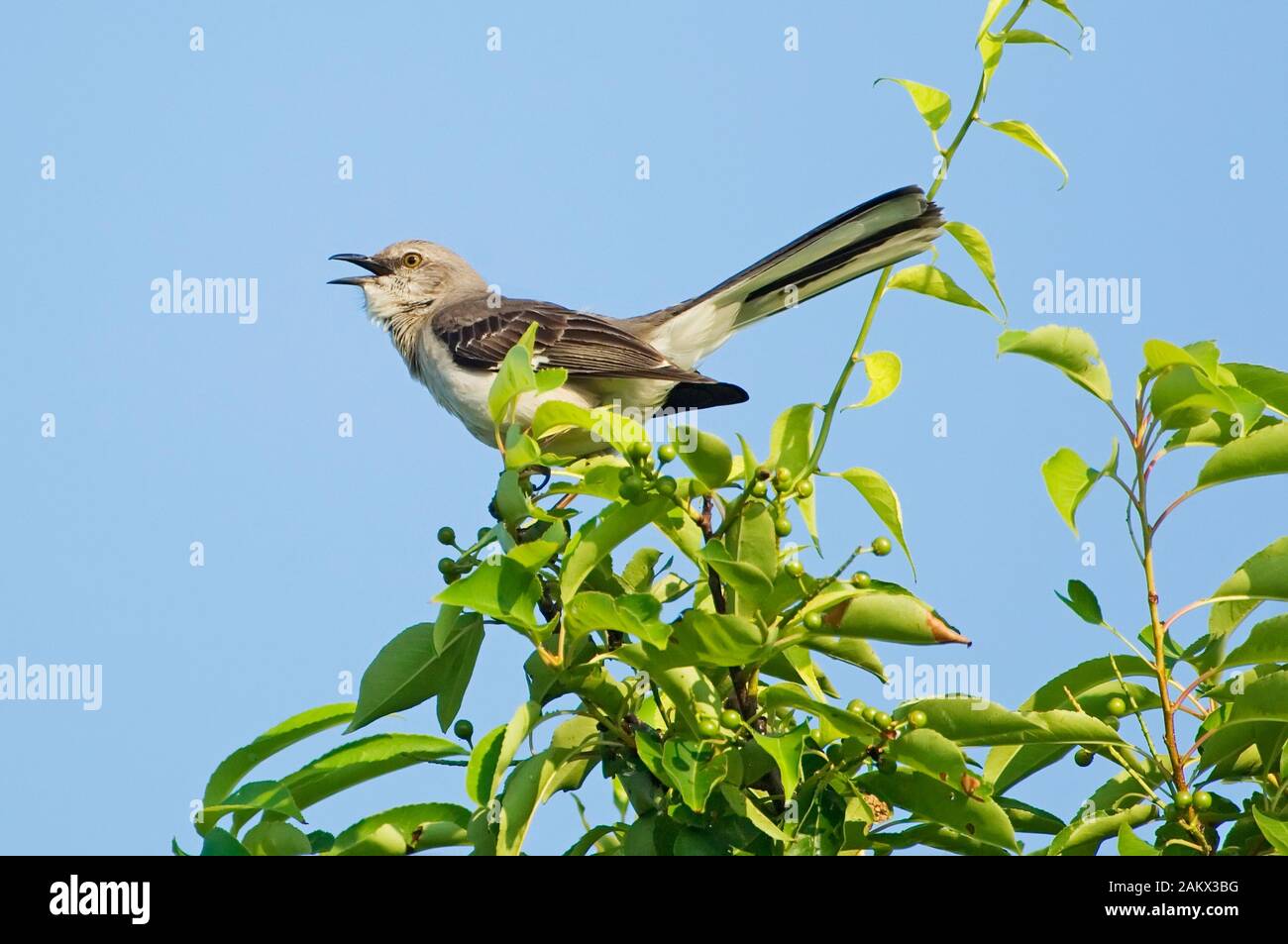 Northern mockingbird singing Stock Photo - Alamy