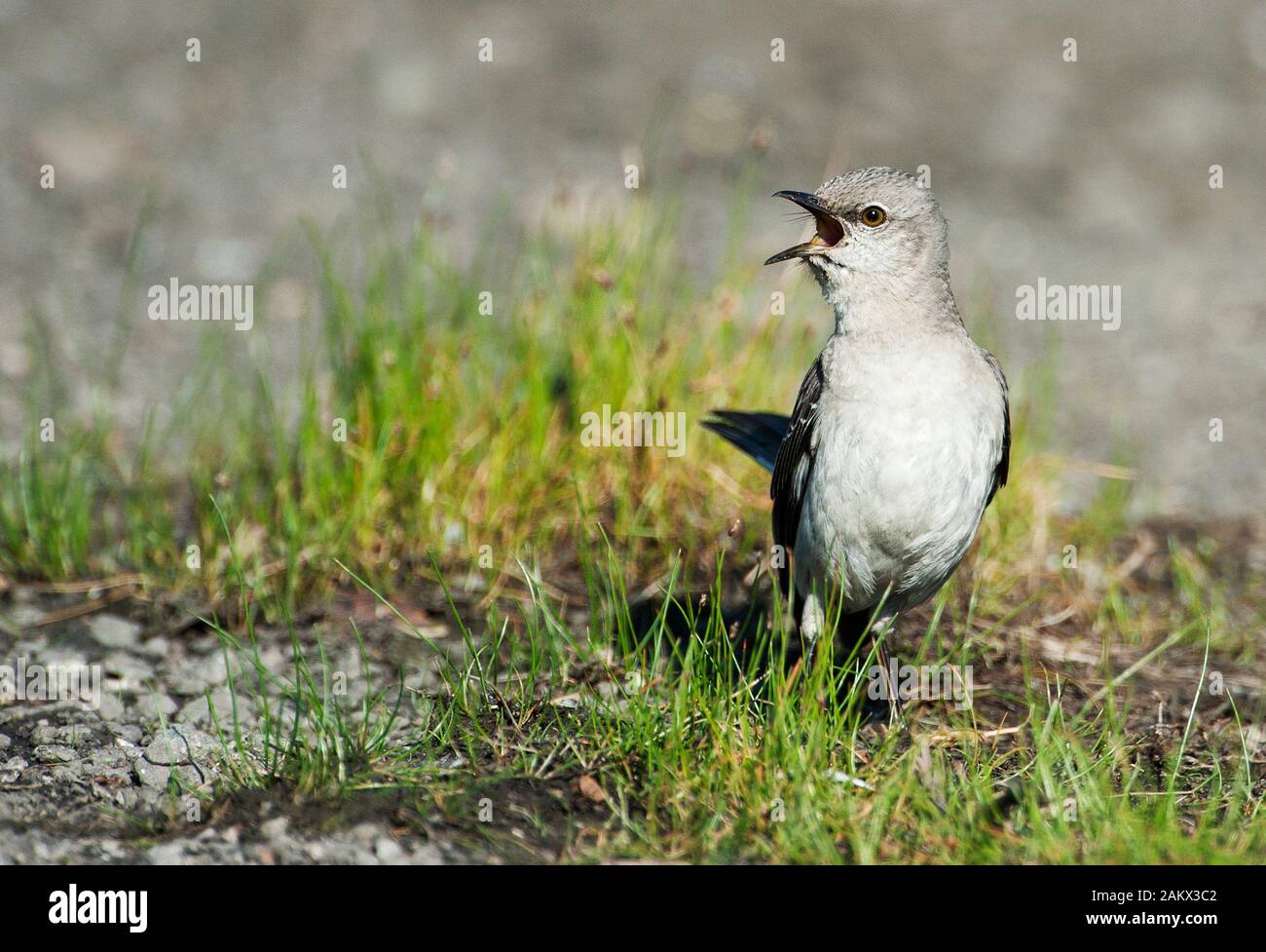 Northern mockingbird singing Stock Photo - Alamy