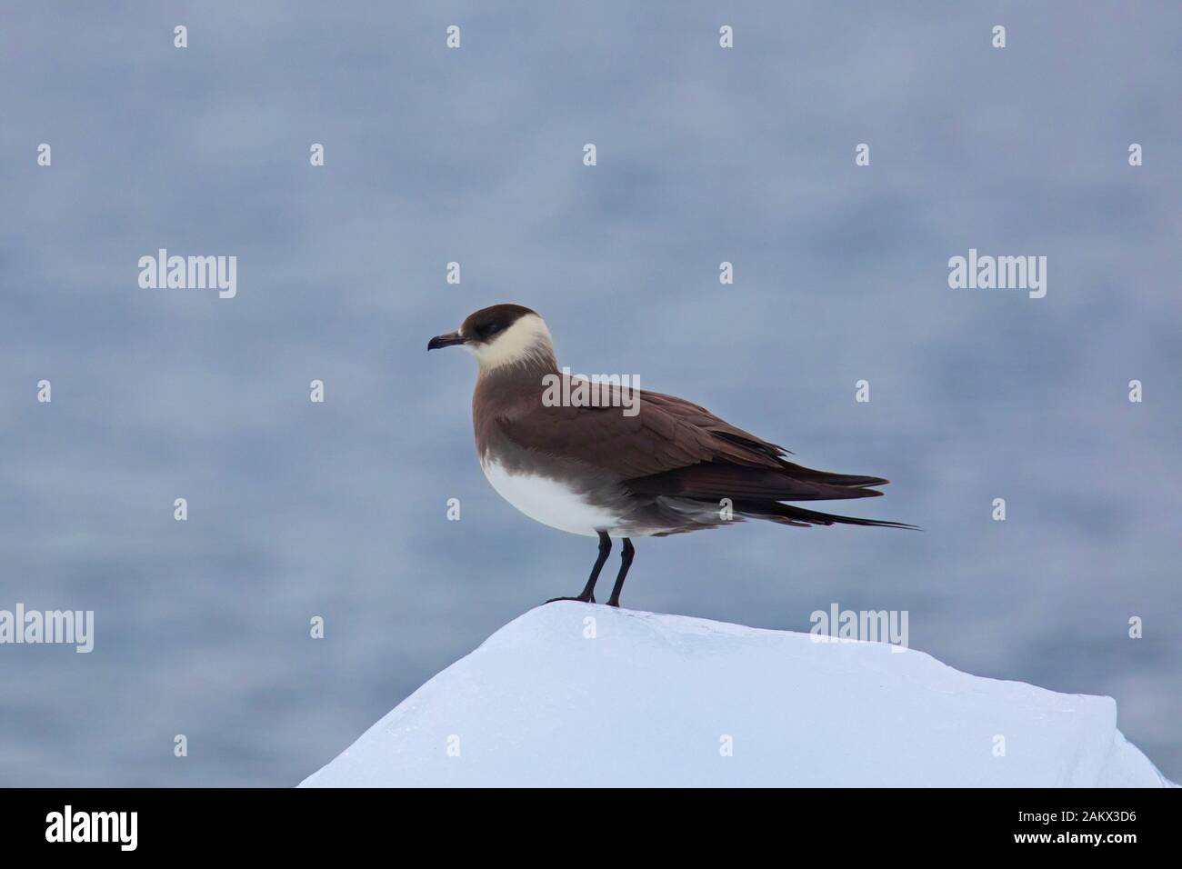 Arctic skua / parasitic skua / parasitic jaeger (Stercorarius ...
