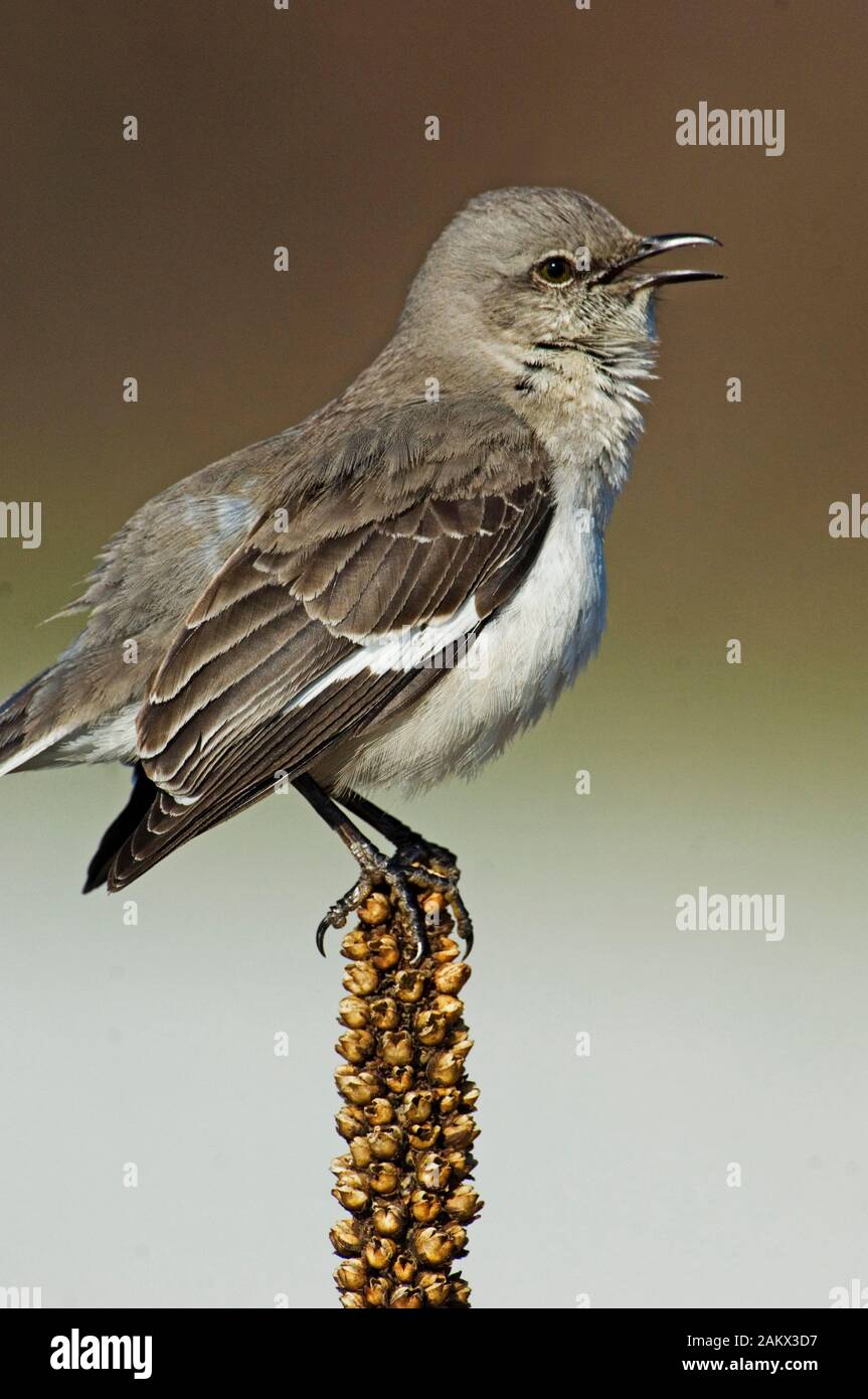 Northern mockingbird singing Stock Photo - Alamy