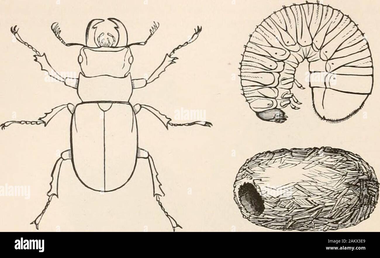 Stag beetle larva hi-res stock photography and images - Alamy