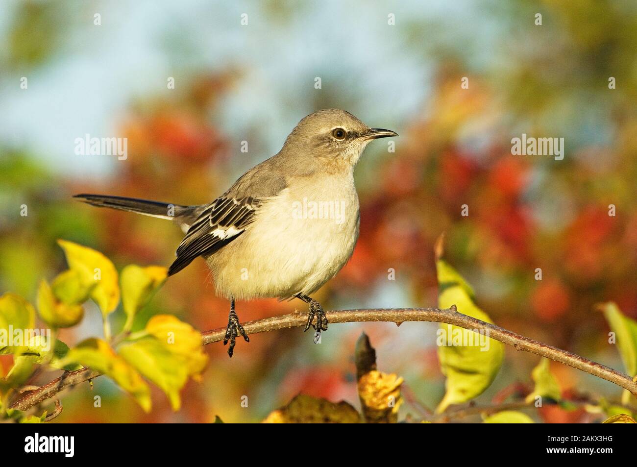 Northern mockingbird hi-res stock photography and images - Alamy