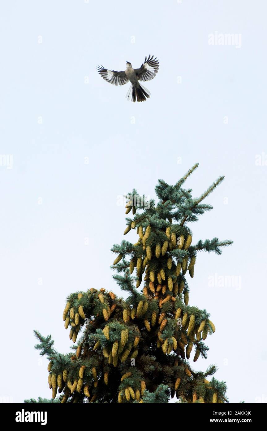 Northern mockingbird in flight Stock Photo - Alamy