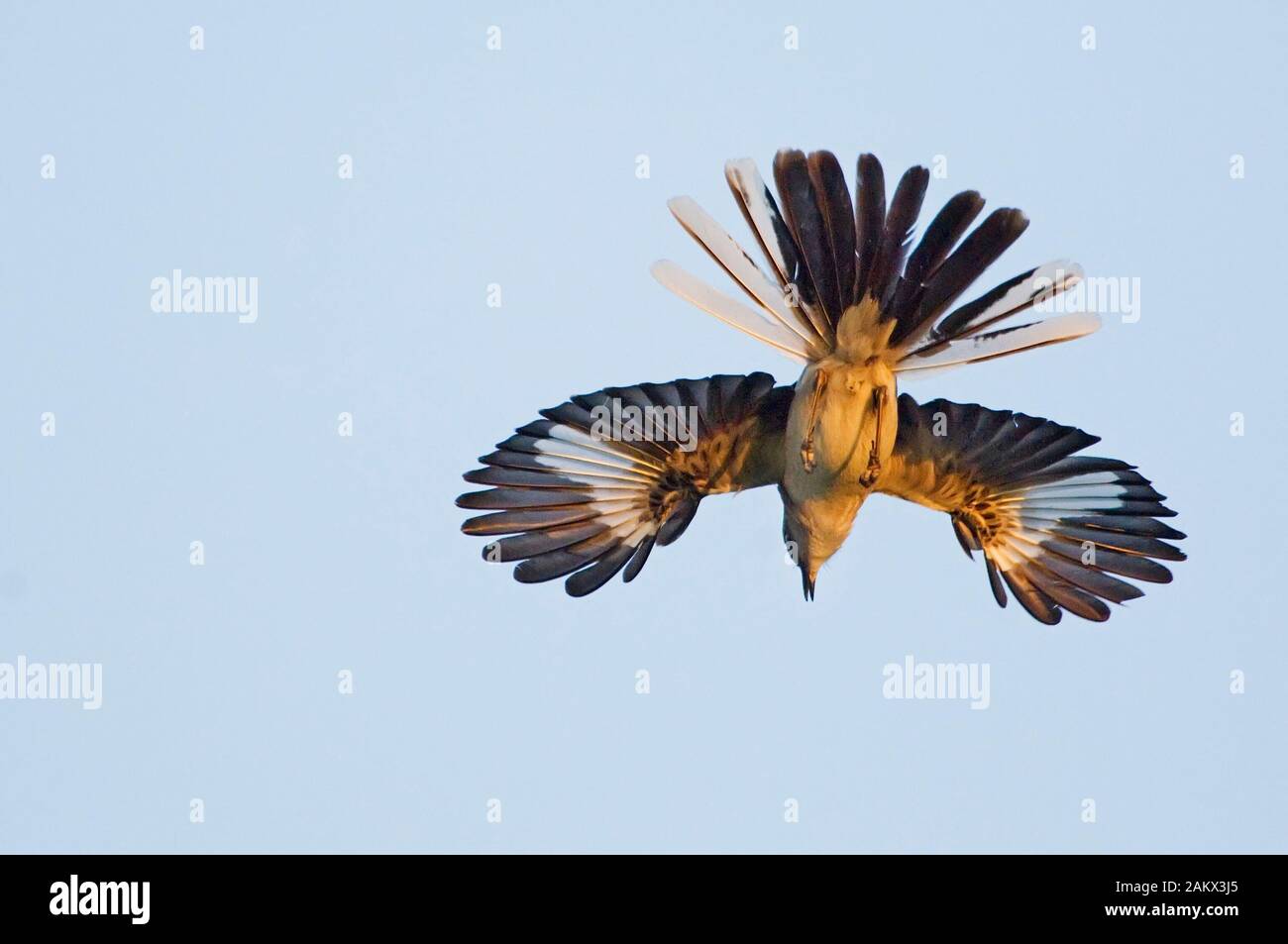 Northern mockingbird in flight Stock Photo - Alamy