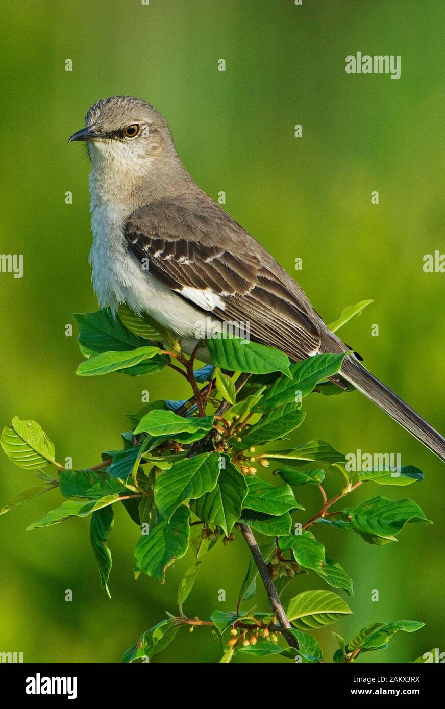 Northern mockingbird among green foliage Stock Photo - Alamy