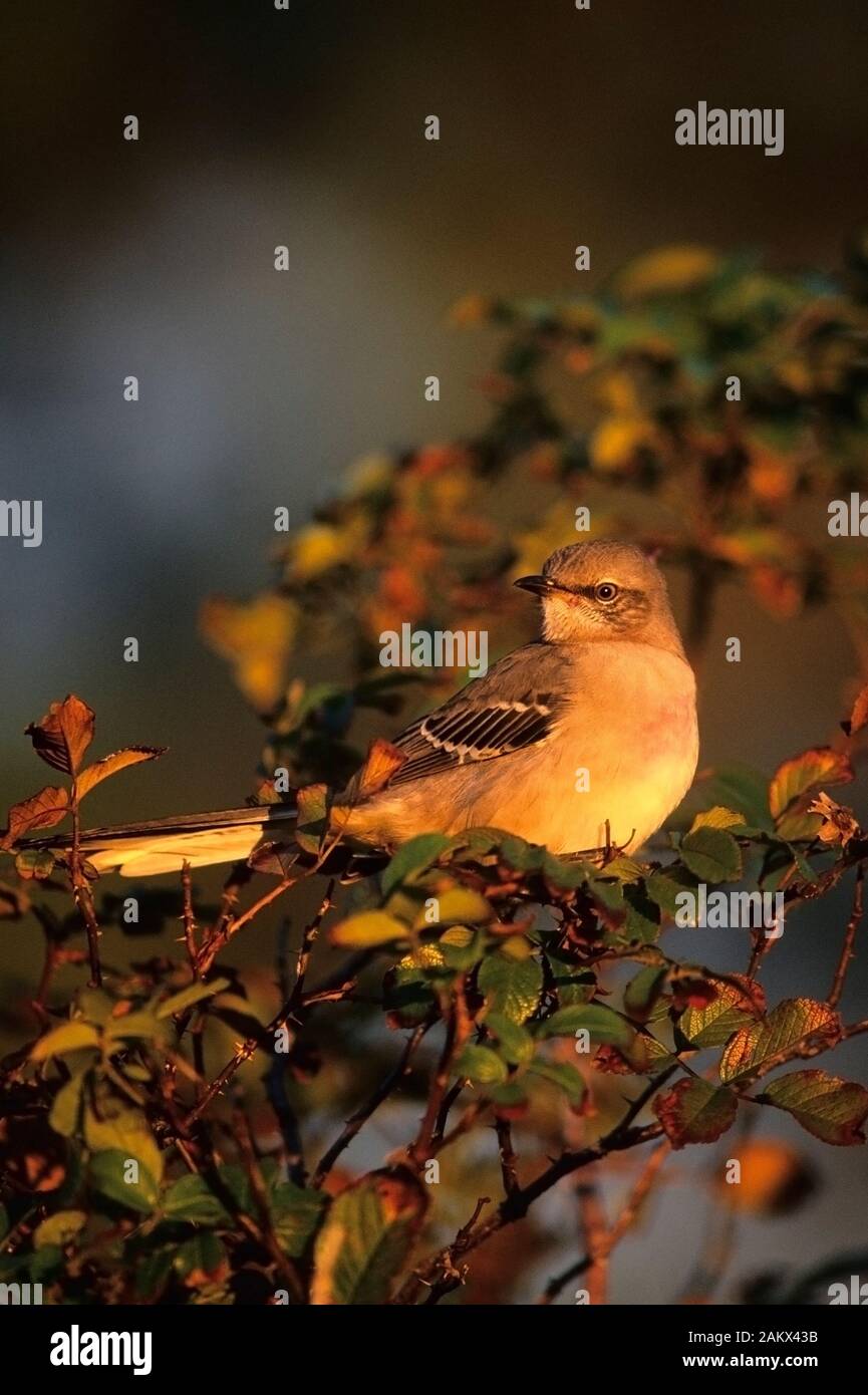 Northern mockingbird in dramatic light Stock Photo - Alamy